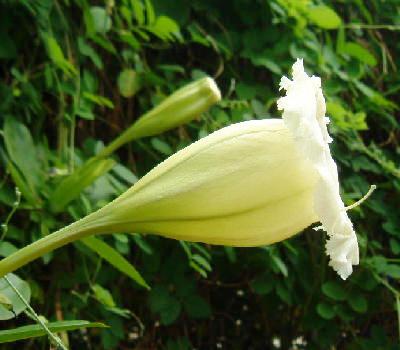 Solandra longiflora / Chalice Vine, Trumpet Plant